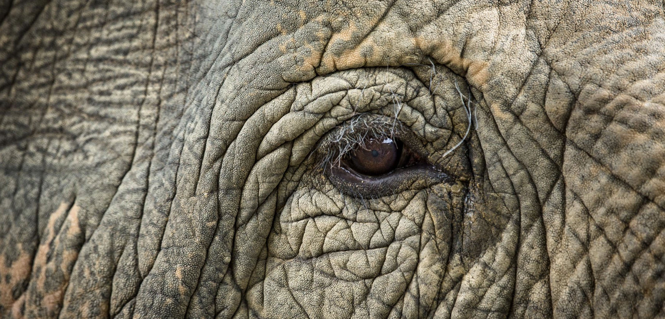 Entiende cómo funciona la biomímesis - GREEN ROAD