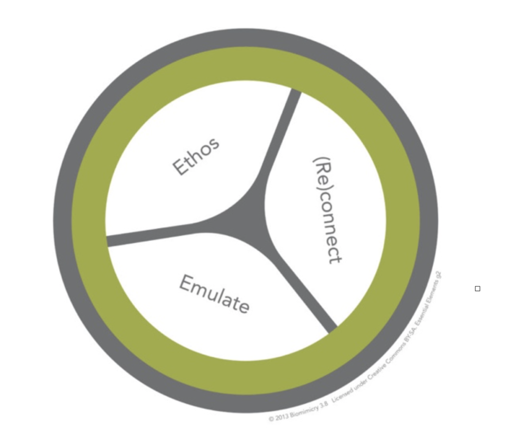 Descubre qué es el Biomimetismo – GREEN ROAD