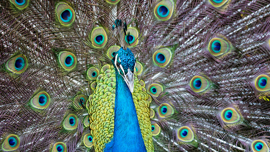 Descubre qué es el Biomimetismo – GREEN ROAD