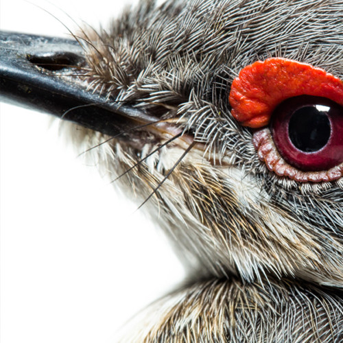 Entiende cómo funciona el Biomimetismo - GREEN ROAD