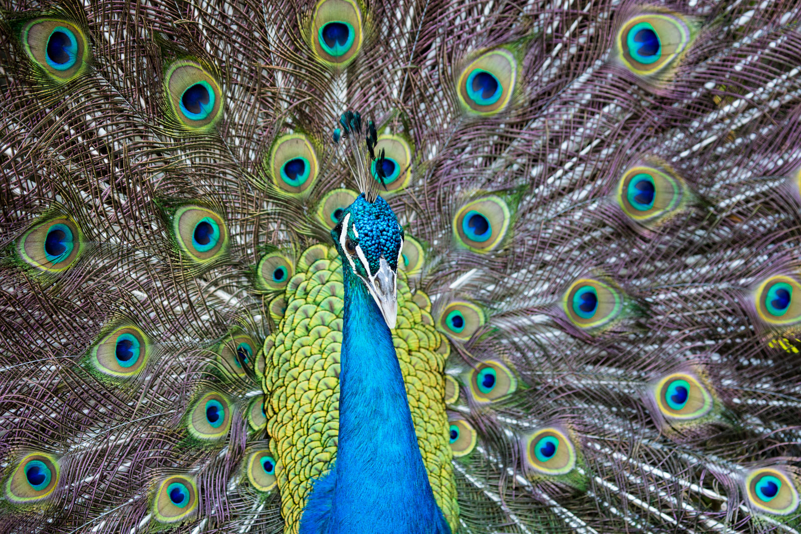 Descubre qué es la Biomímesis - GREEN ROAD